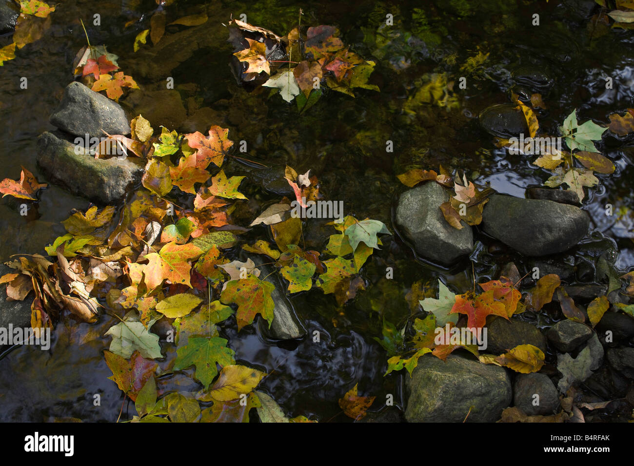 brightly colored fall leaves in the stream Stock Photo - Alamy