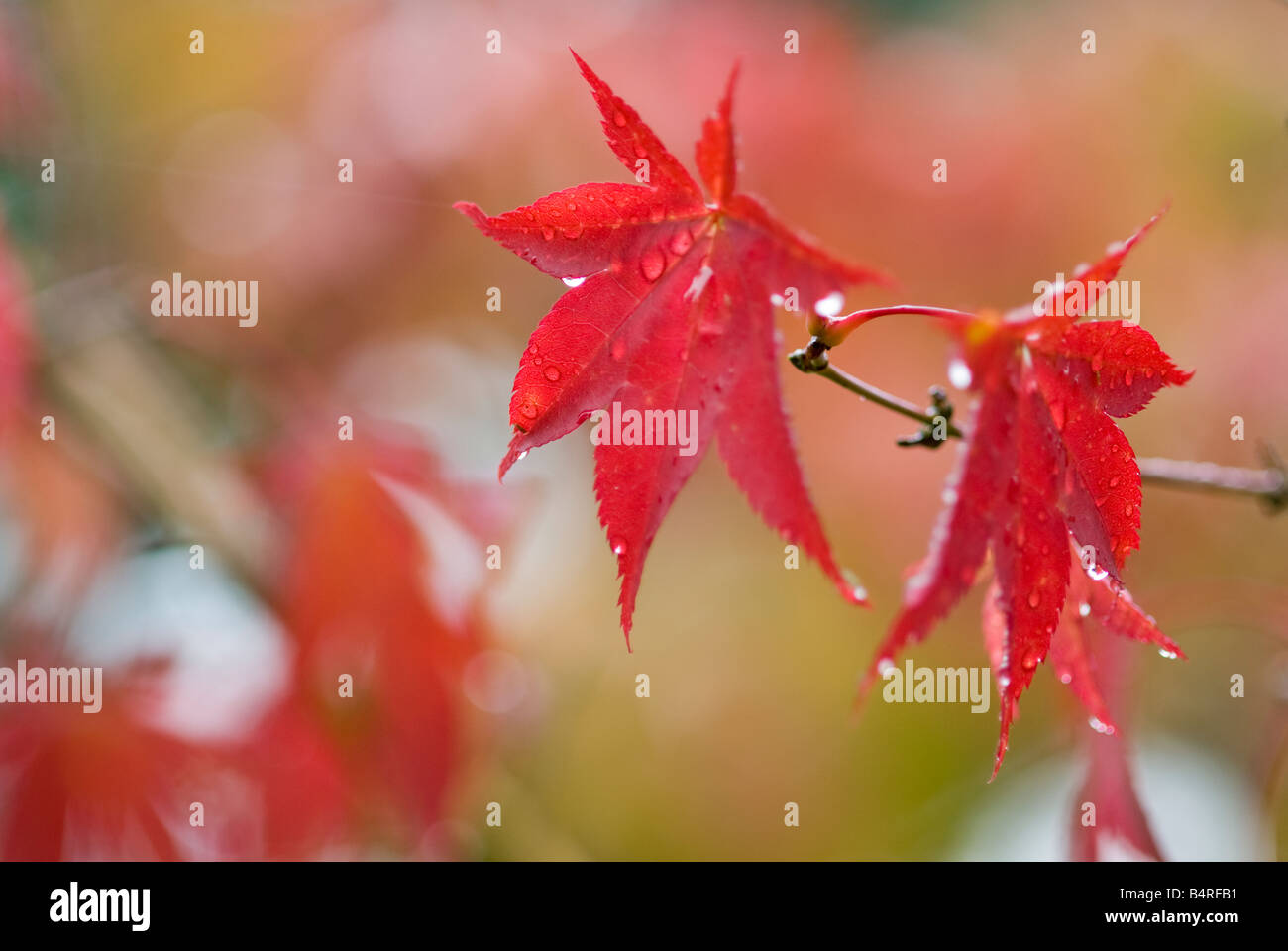 red fall leaves with rain drops Stock Photo - Alamy