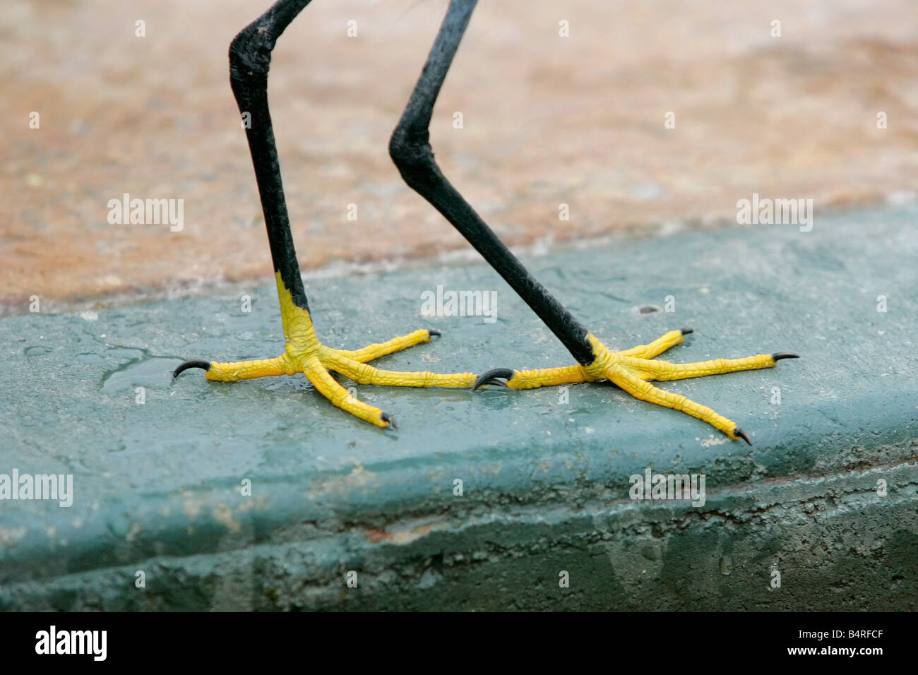 Skinny bird legs hi-res stock photography and images - Alamy