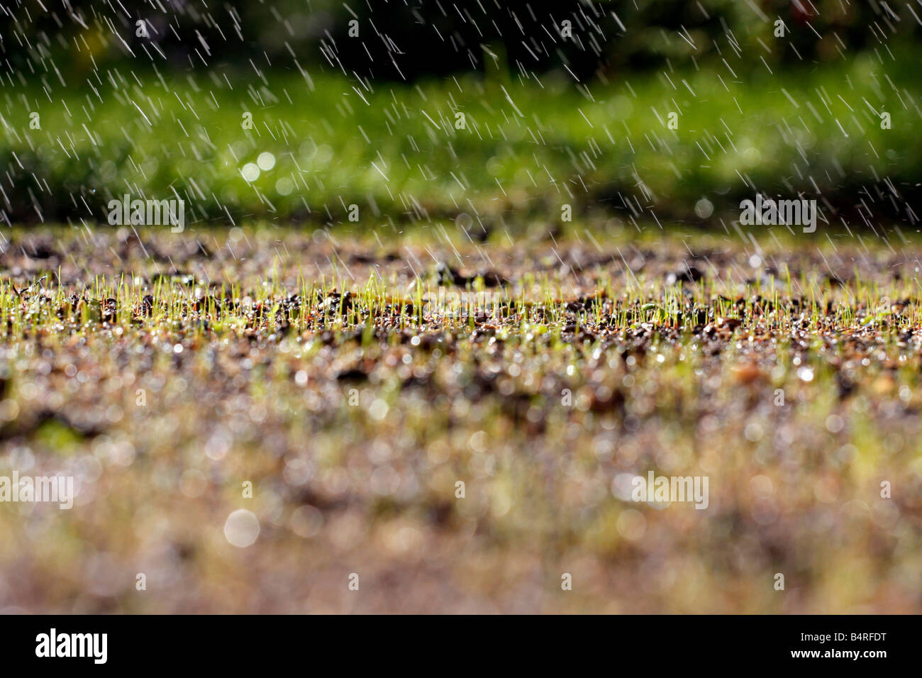 Newley seeded grass being watered Stock Photo - Alamy