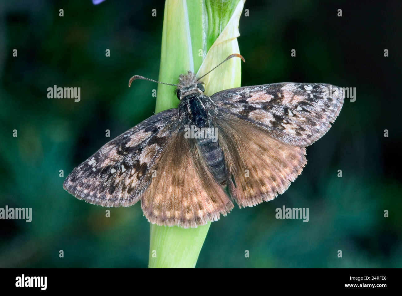 Rocky Mountain Duskywing Erynnis telemachus Stock Photo - Alamy