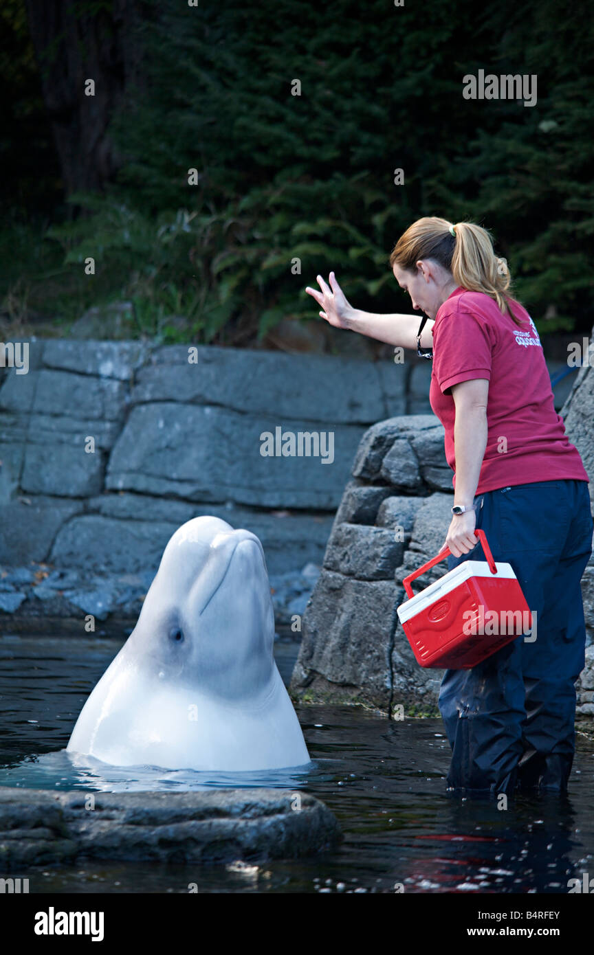 Trainer with beluga whale in "Vancouver aquarium Stock Photo - Alamy