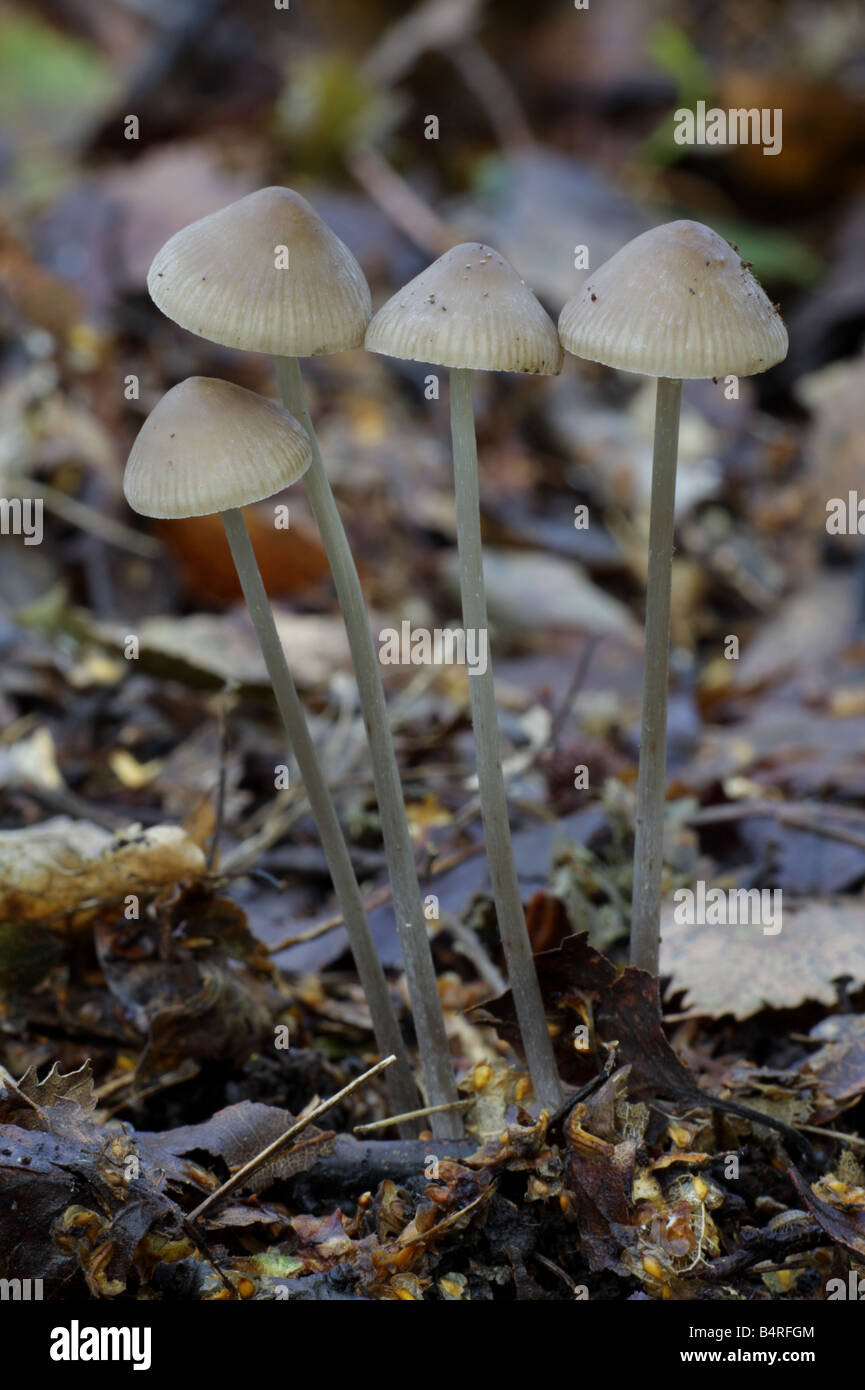 Grooved bonnet hi-res stock photography and images - Alamy