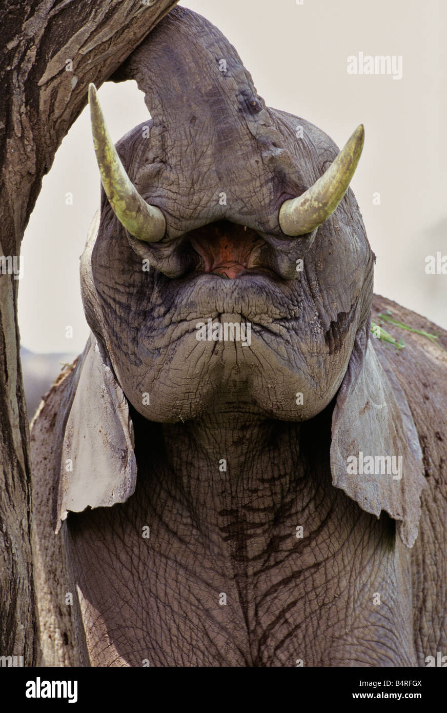 Looking Up at an Elephant Stock Photo - Alamy