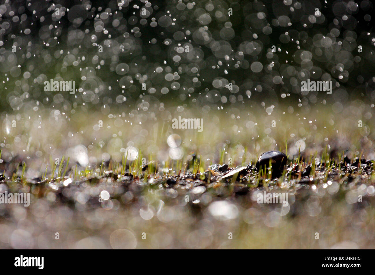 Newley seeded grass being watered Stock Photo - Alamy