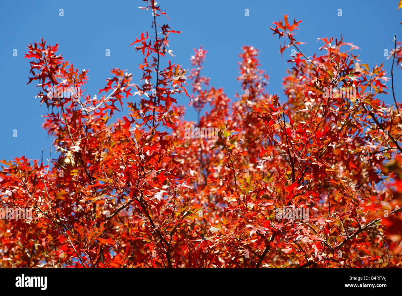 Maple leaves windy hi-res stock photography and images - Alamy