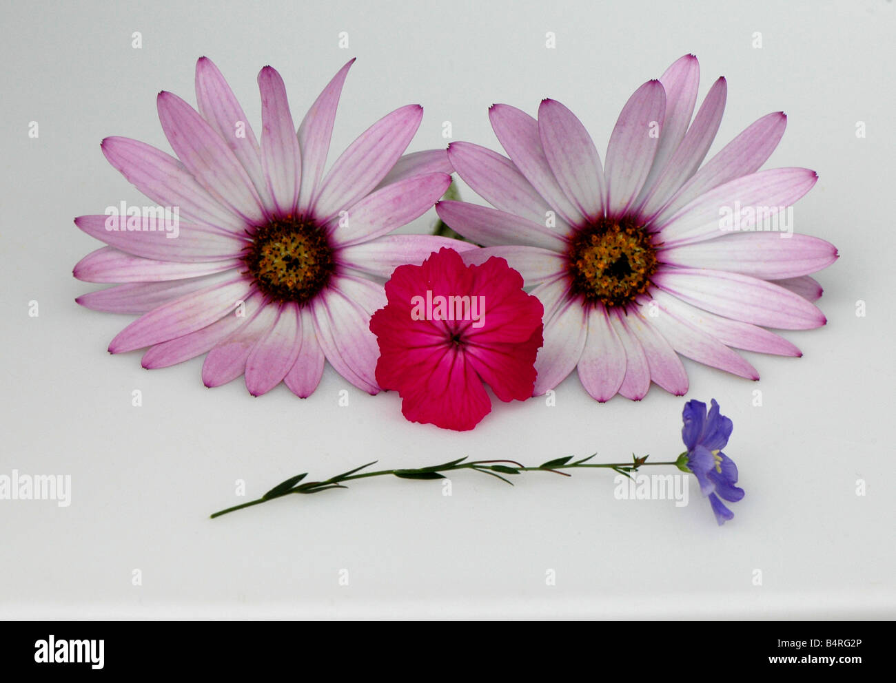 An unhappy face made of flowers Stock Photo - Alamy