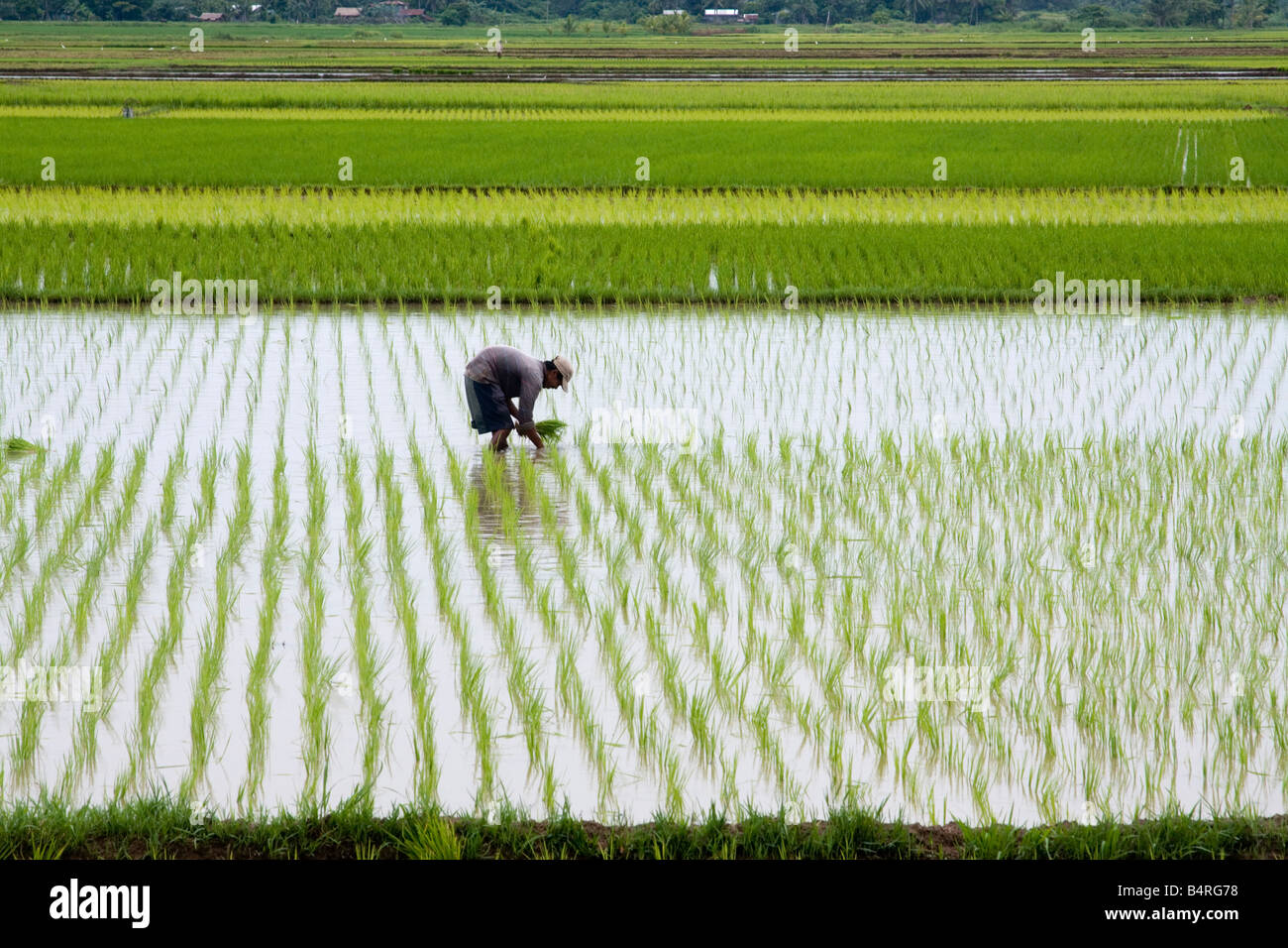 A farmer planting rice Stock Photo - Alamy