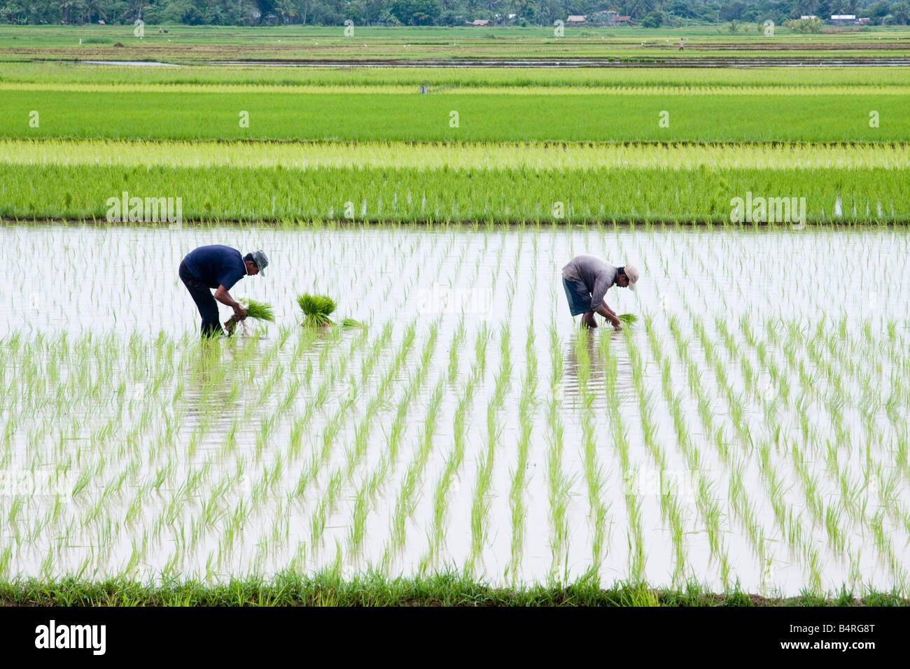 Farmers planting rice Stock Photo - Alamy