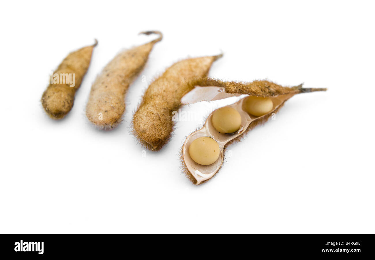 Four soybean pods set against a white background Stock Photo - Alamy