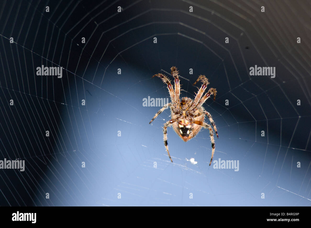 Garden Orb Weaver spider patiently awaiting its prey Stock Photo - Alamy