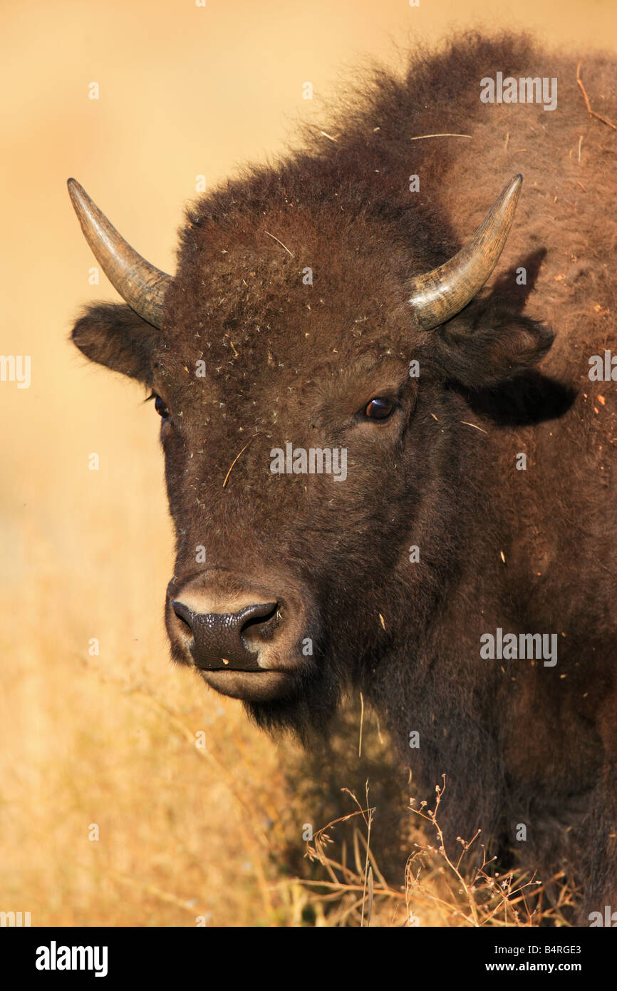 Bison close hi-res stock photography and images - Alamy