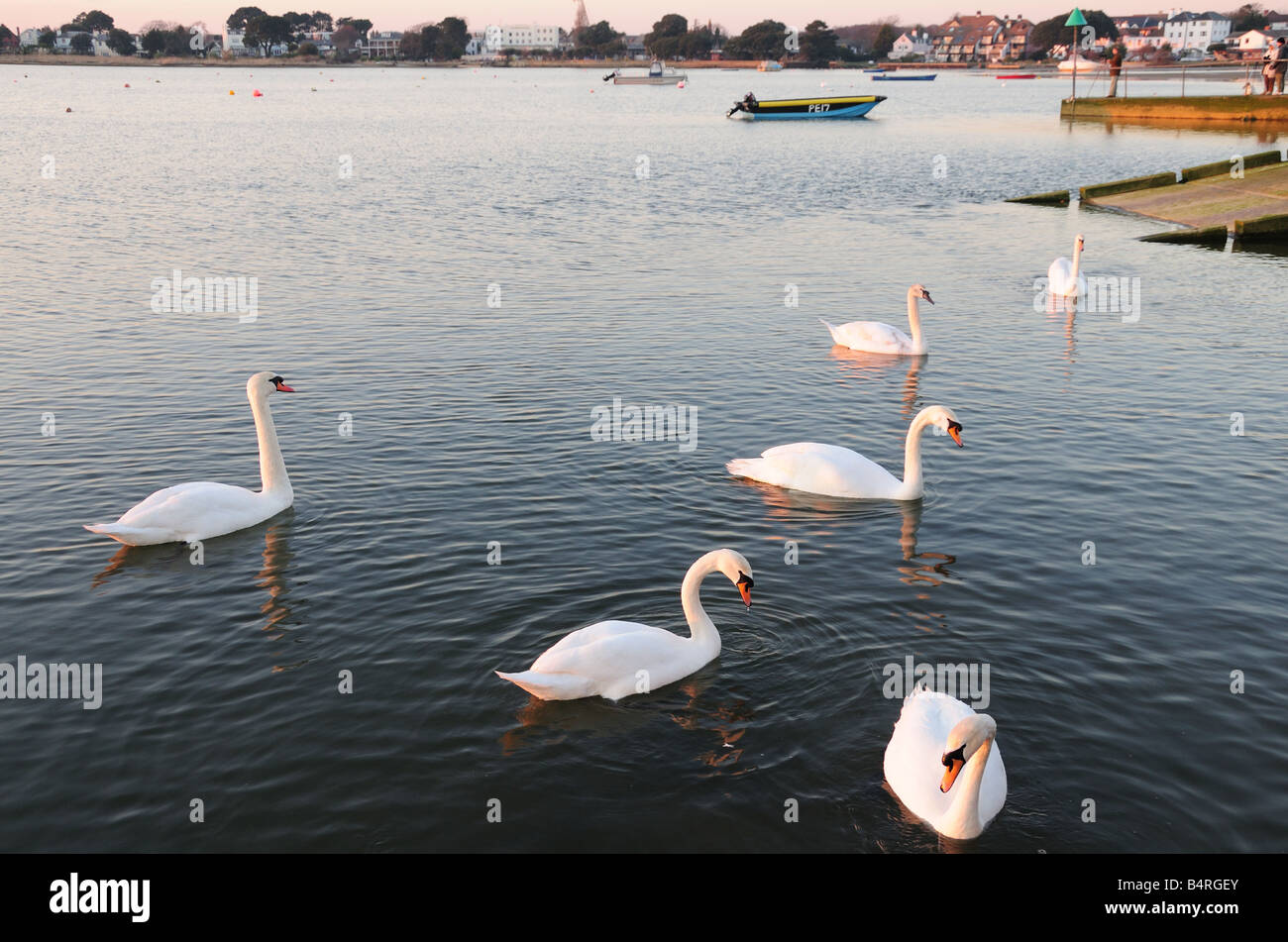 Group swans on lake dusk hi-res stock photography and images - Alamy