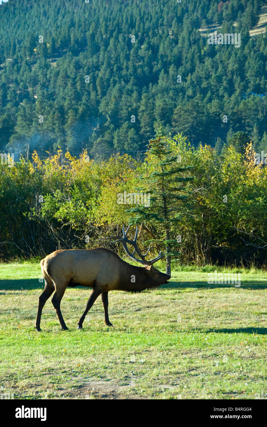 large bugling bull elk with antlers Stock Photo - Alamy