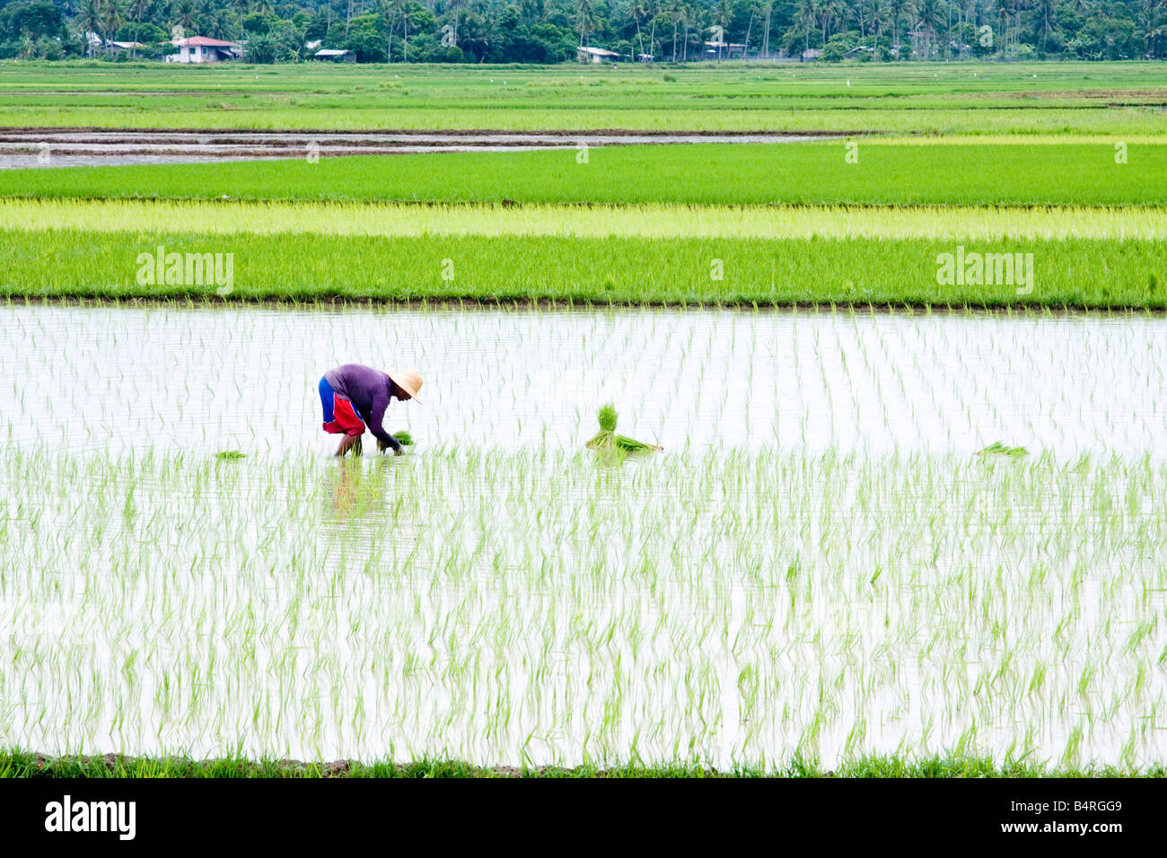 Farmer with his rice field hi-res stock photography and images - Alamy
