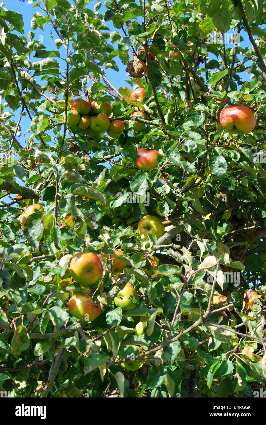 English apples orchard hi-res stock photography and images - Alamy
