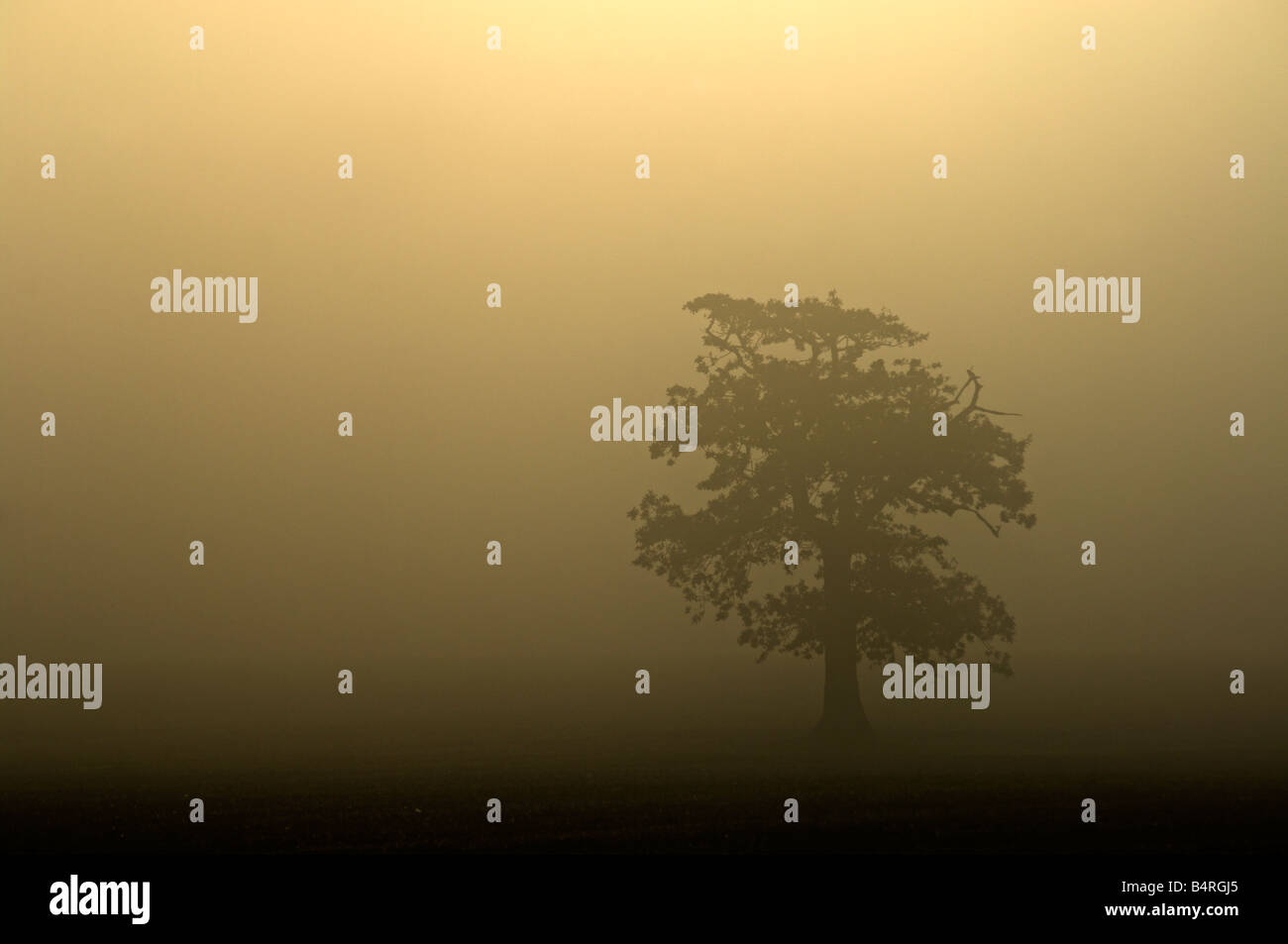 Sturdy oak hi-res stock photography and images - Alamy