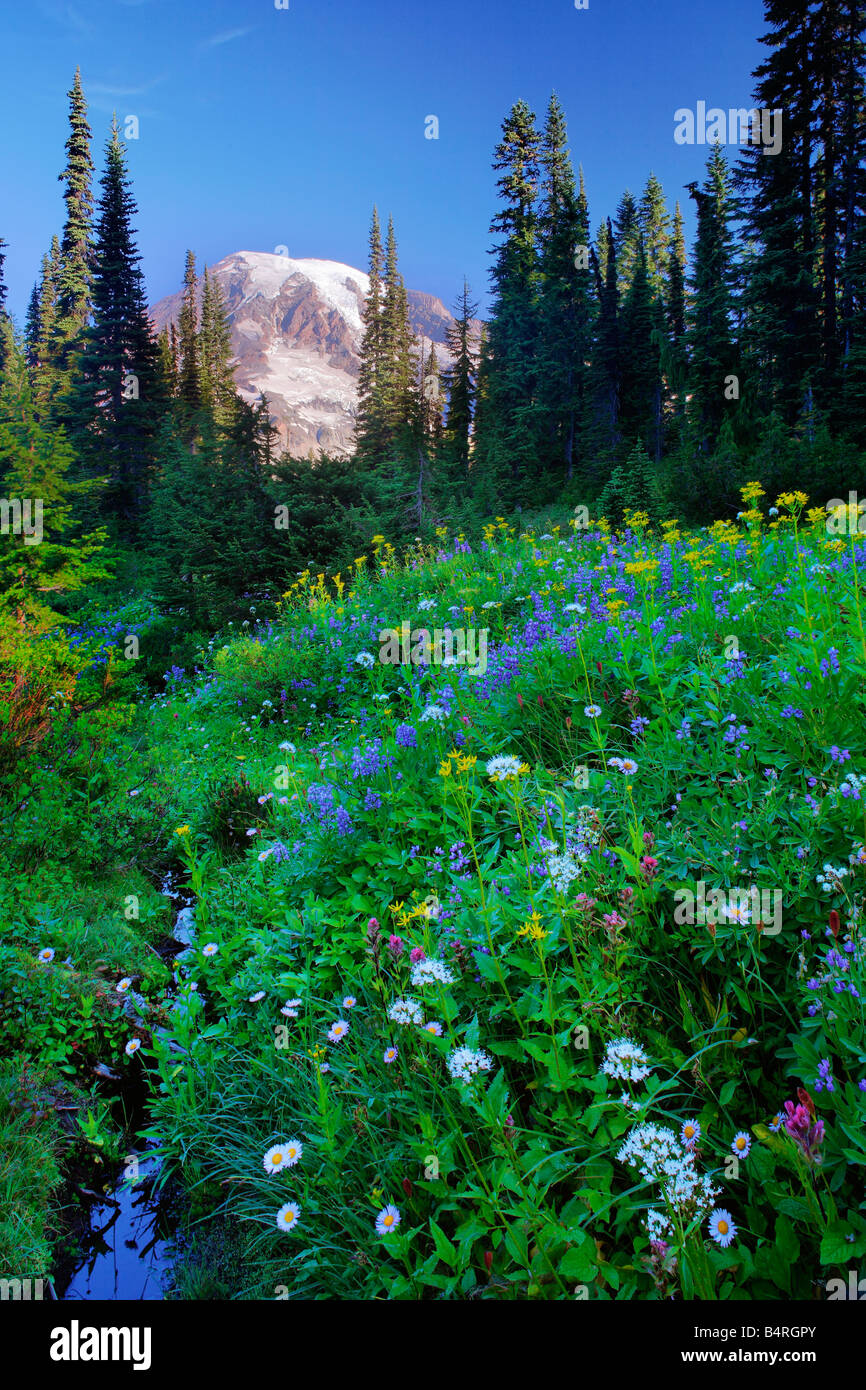 Wildflower meadow in the Tatoosh Range in Mount Rainier national park ...