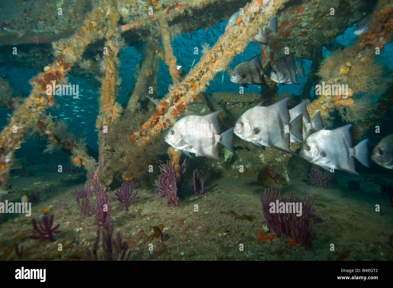 Atlantic Spadefish, Chaetodipterus faber, swim within the rusted ...