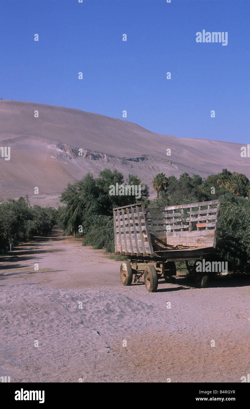 Old fashioned wooden cart and olive trees (Olea europaea) in plantation ...