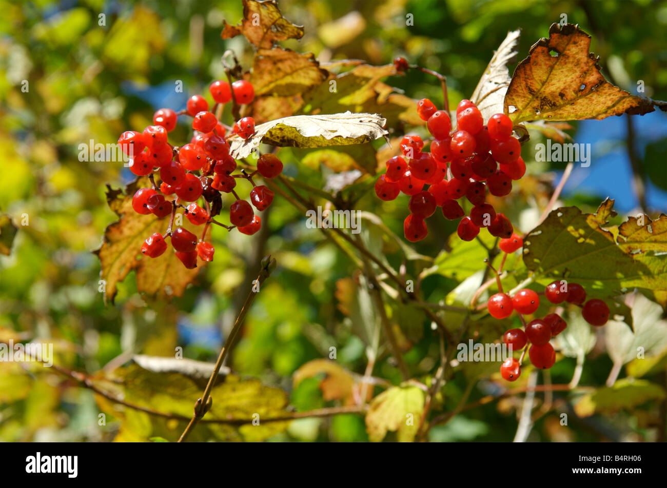 Bunches of red berries growing wild Stock Photo - Alamy