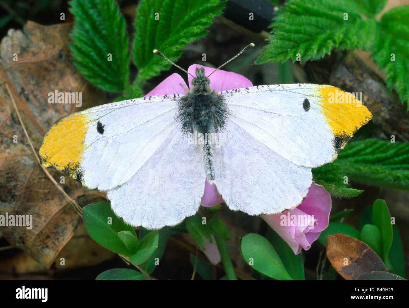 Gary Meszaros High Resolution Stock Photography and Images - Alamy