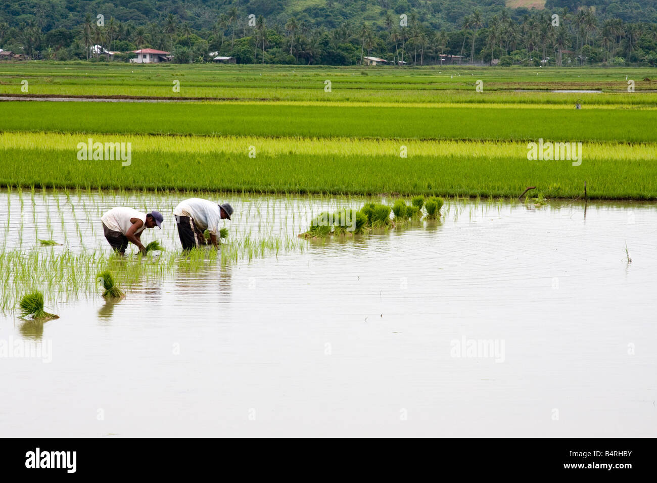 Farmers planting rice Stock Photo - Alamy