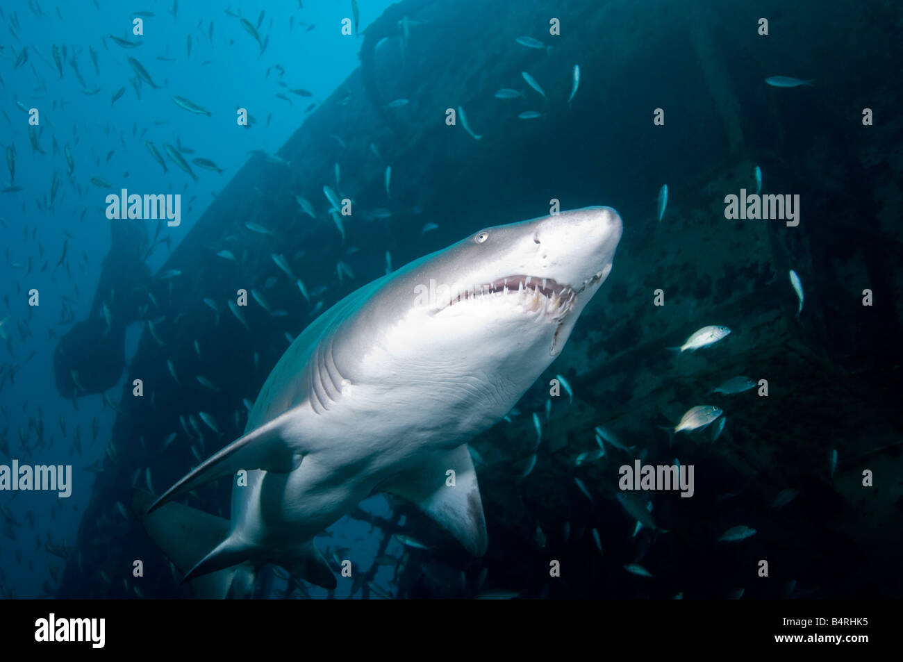 Sand tiger shark swims close hi-res stock photography and images - Alamy
