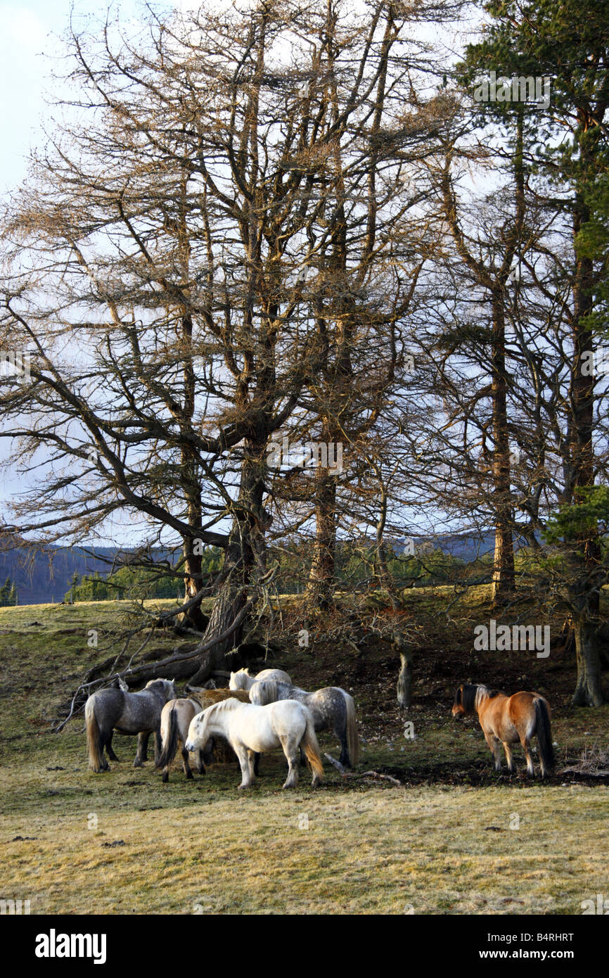 Pony ponies field hi-res stock photography and images - Alamy