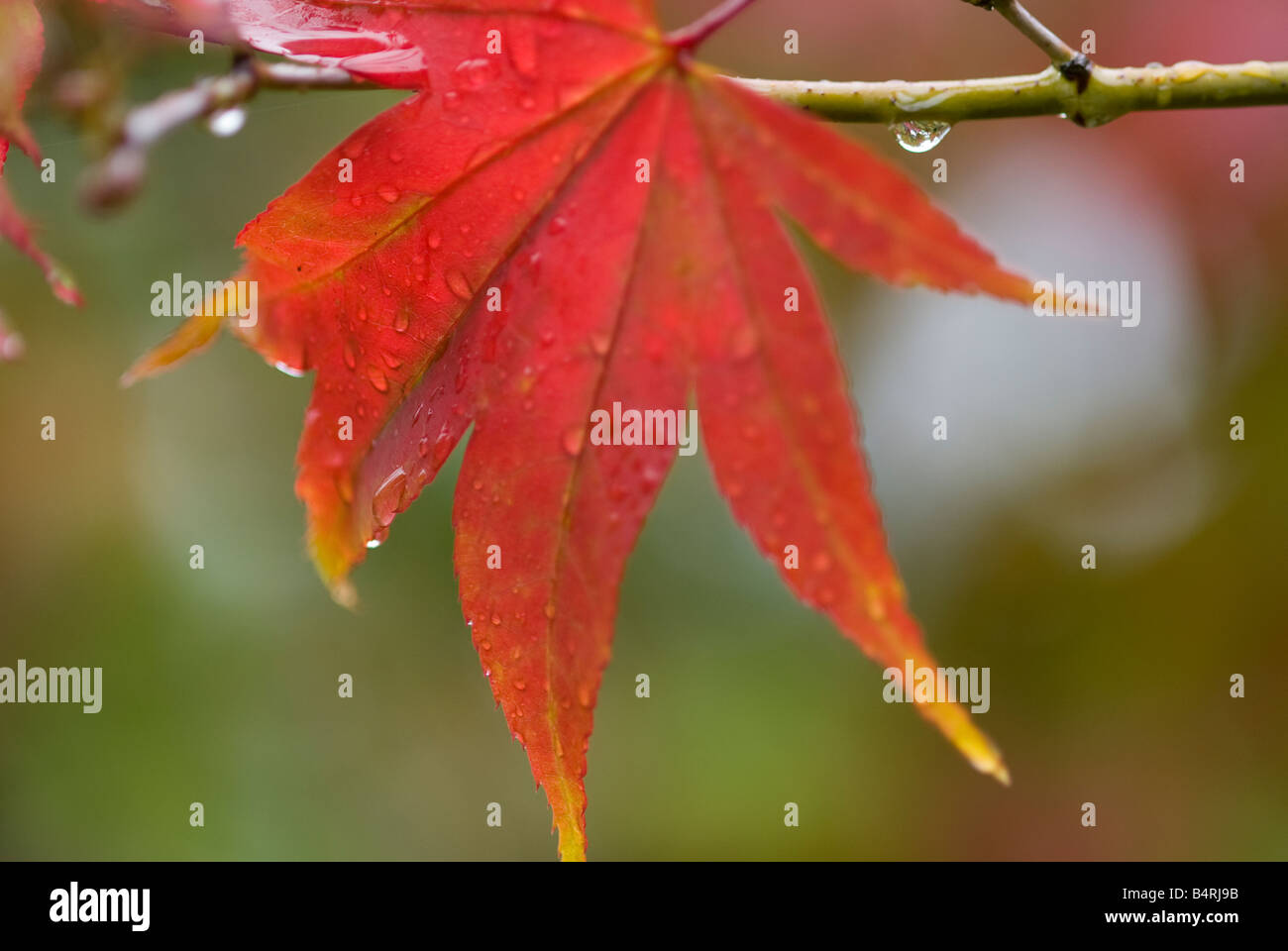 Red colour drop hi-res stock photography and images - Alamy