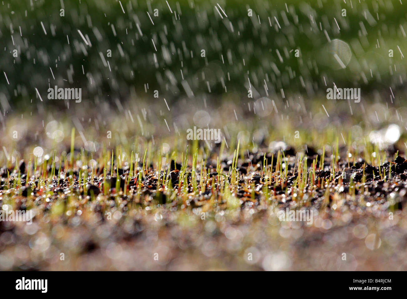 Newley seeded grass being watered Stock Photo - Alamy