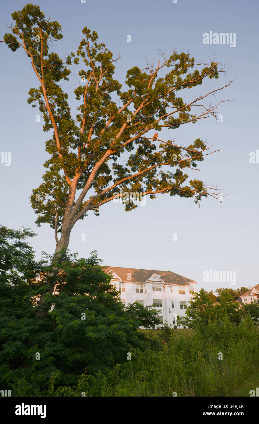 Oak tree and condos Owings Mills Maryland Stock Photo - Alamy