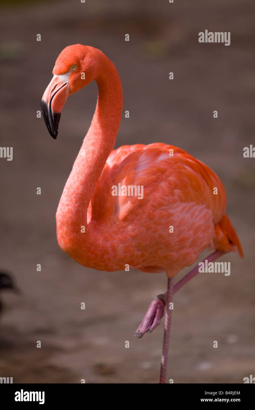 Pink flamingo one hi-res stock photography and images - Alamy