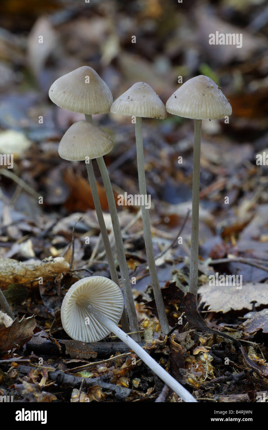Grooved bonnet hi-res stock photography and images - Alamy