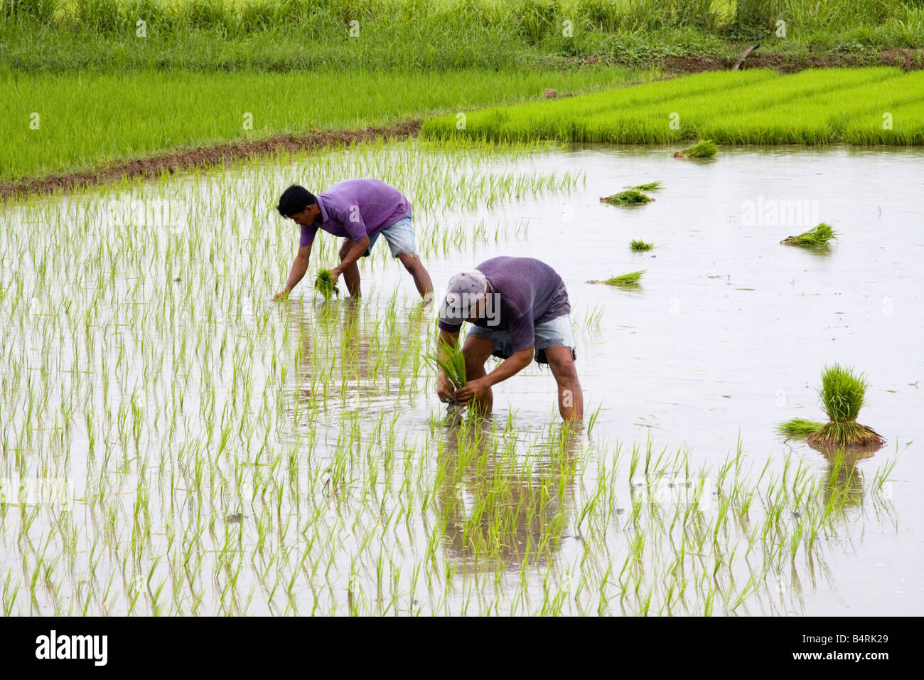 Farmers planting rice Stock Photo - Alamy