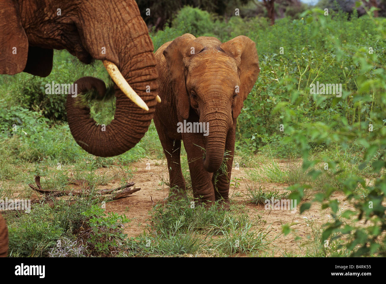 Elephant trunk in action Stock Photo - Alamy