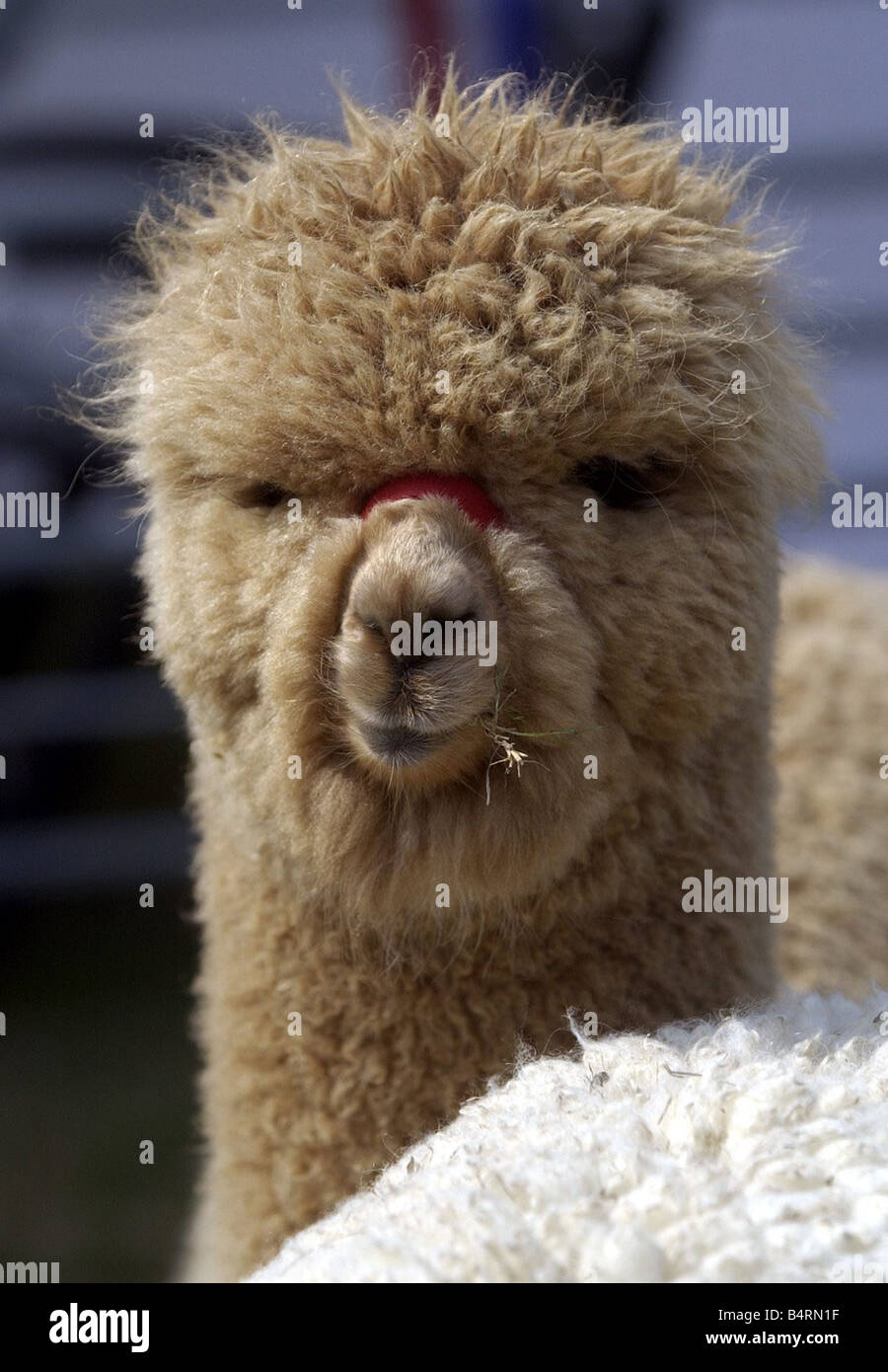 An Alpaca soaks up the summer sunshine at the Royal Show at Stoneleigh ...