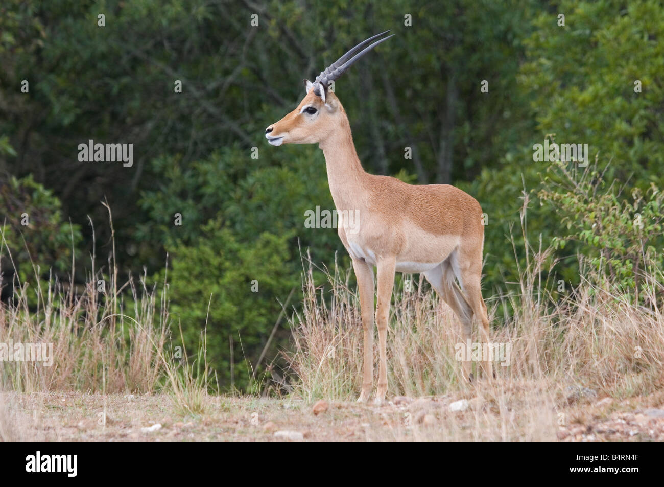 Male impala hi-res stock photography and images - Alamy