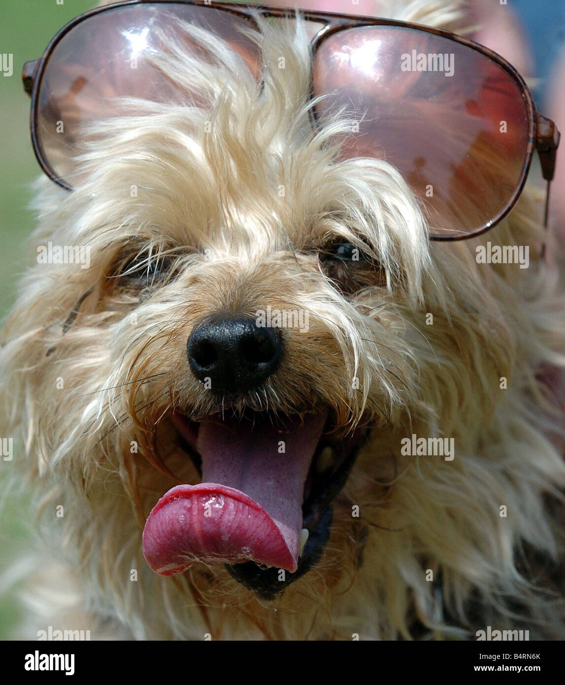 Snookie the Yorkshire terrier looking cool at the Sheldon Country Fair ...