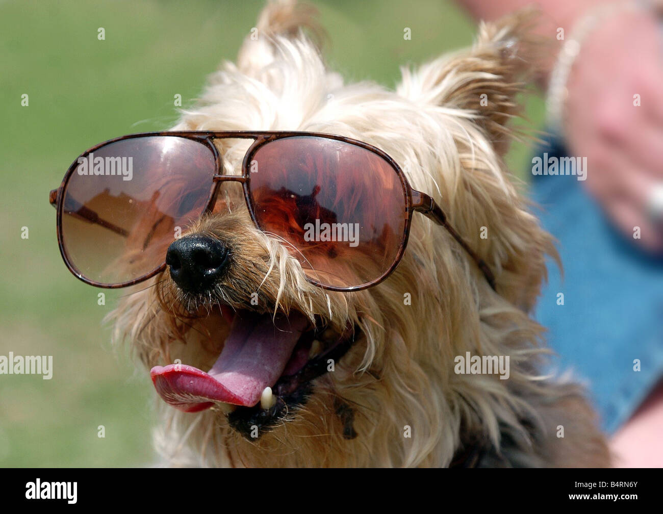 Snookie the Yorkshire terrier looking cool at the Sheldon Country Fair ...
