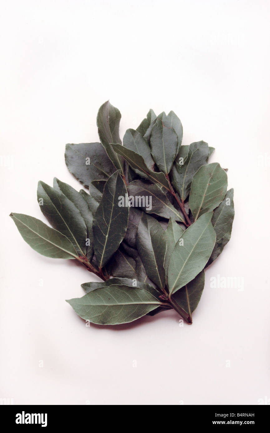 Laurel Italy Stock Photo - Alamy