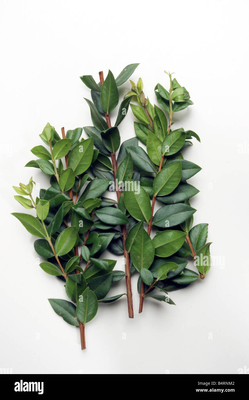Myrtle Sardinia Stock Photo - Alamy