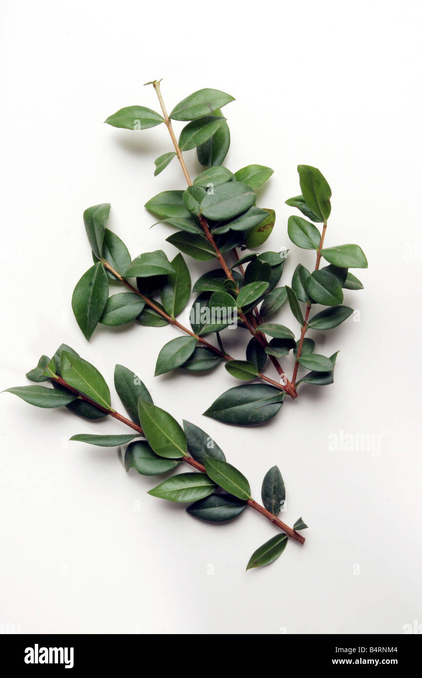 Myrtle Sardinia Stock Photo - Alamy