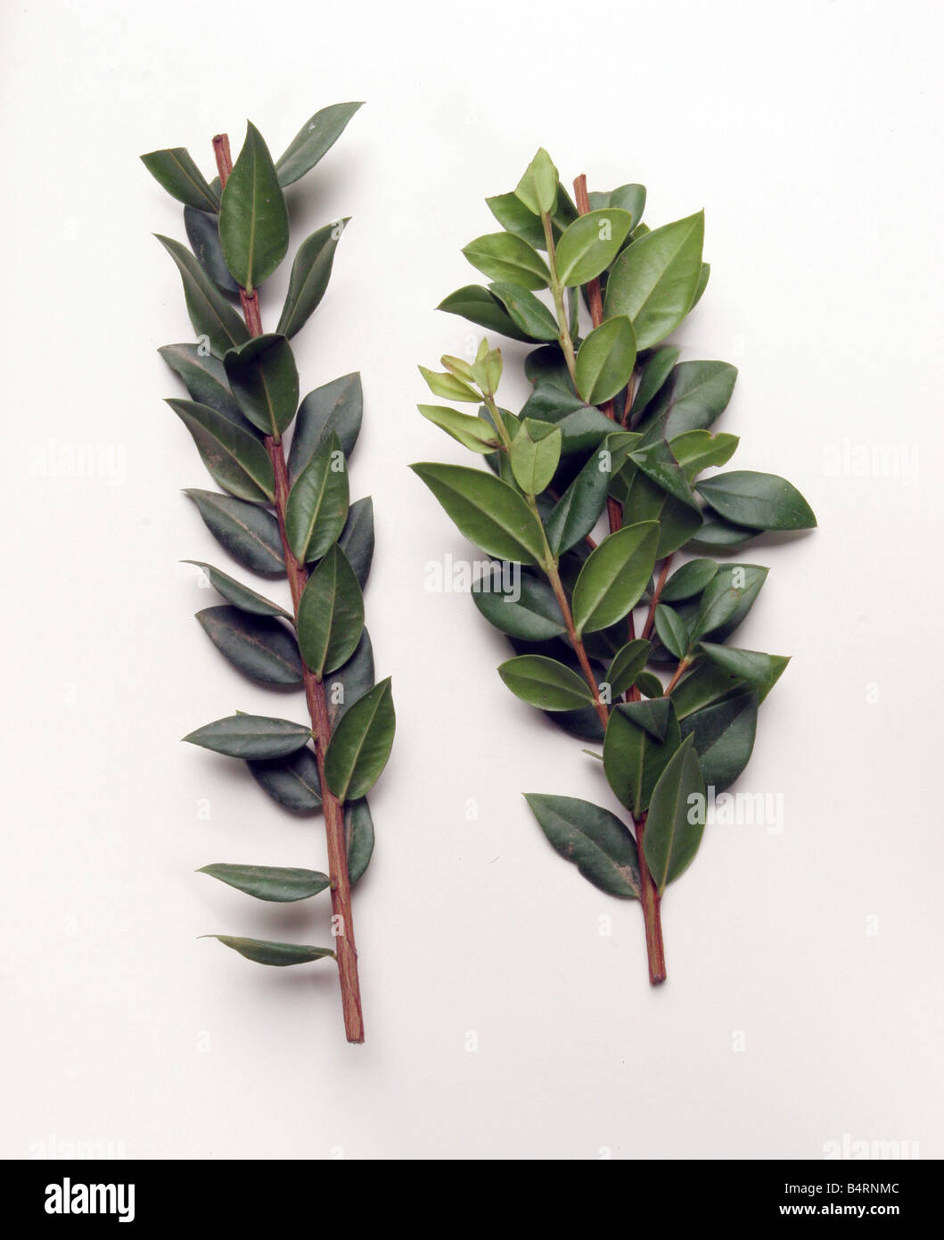 Myrtle Sardinia Stock Photo - Alamy