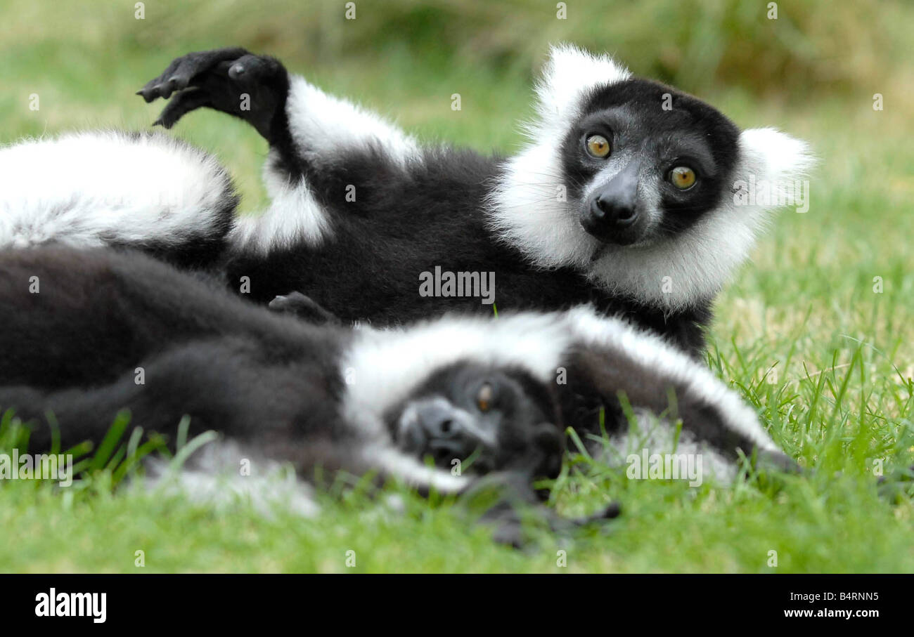 Six lemurs have just arrived at Birmingham Nature Centre just in time ...