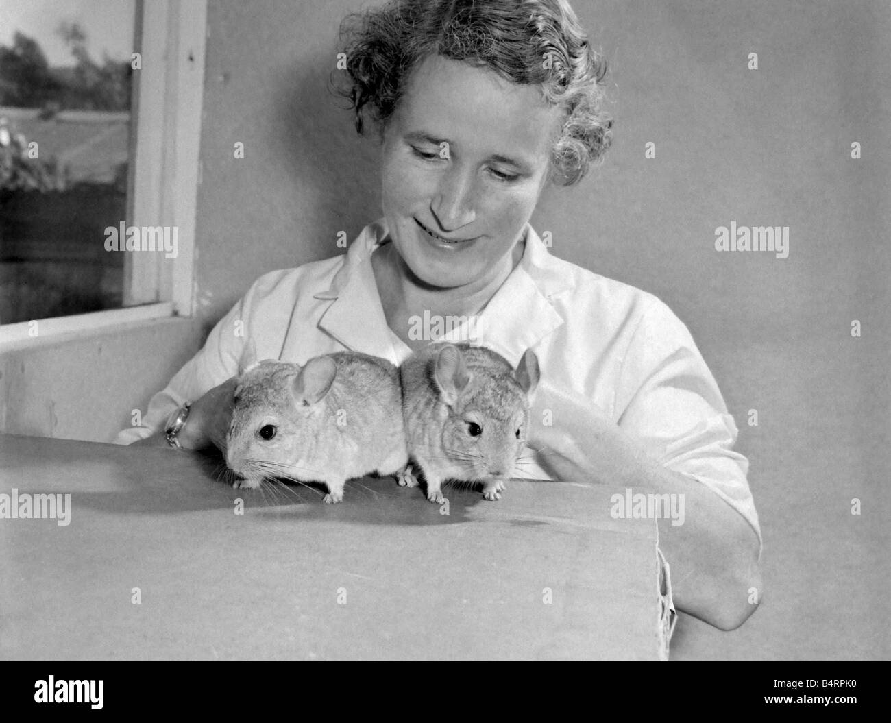 Mrs Daisy Bickerstaff taking care of the animals at the BK Chinchilla ...