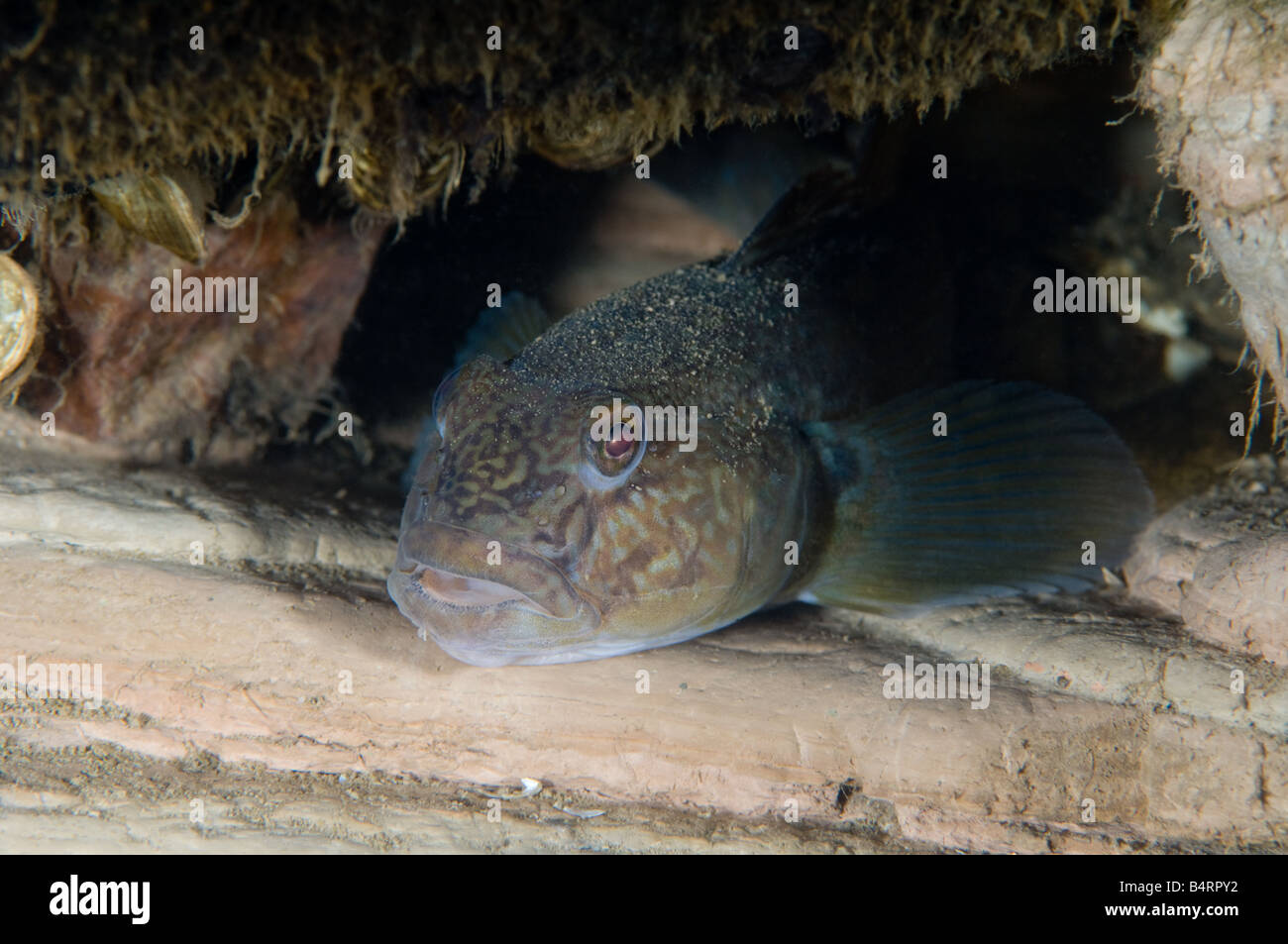 A Round Gobi watches cautiously from the safety of an underwater burrow ...