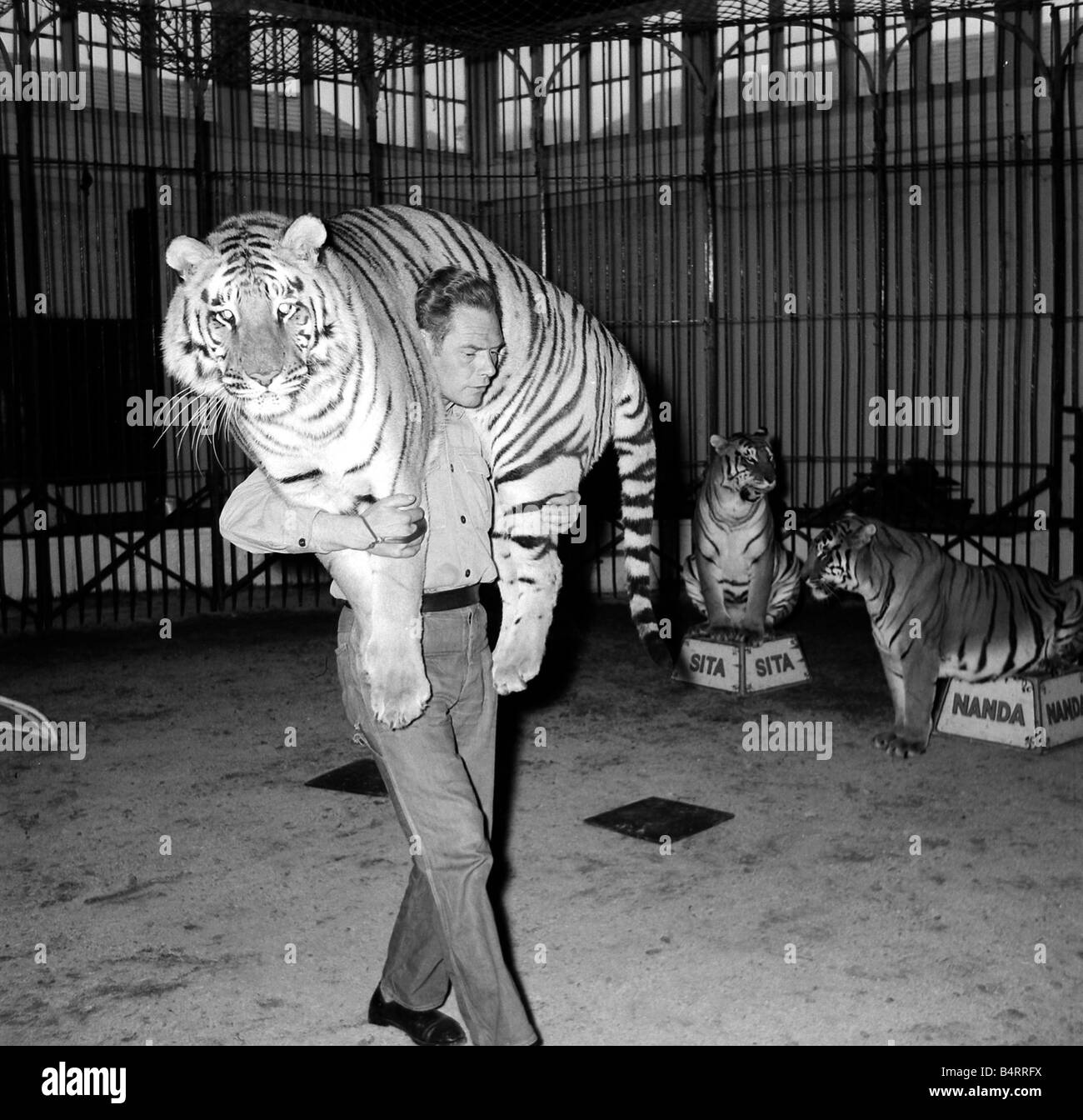 Alex Kerr and tiger Khan December 1957 Stock Photo - Alamy