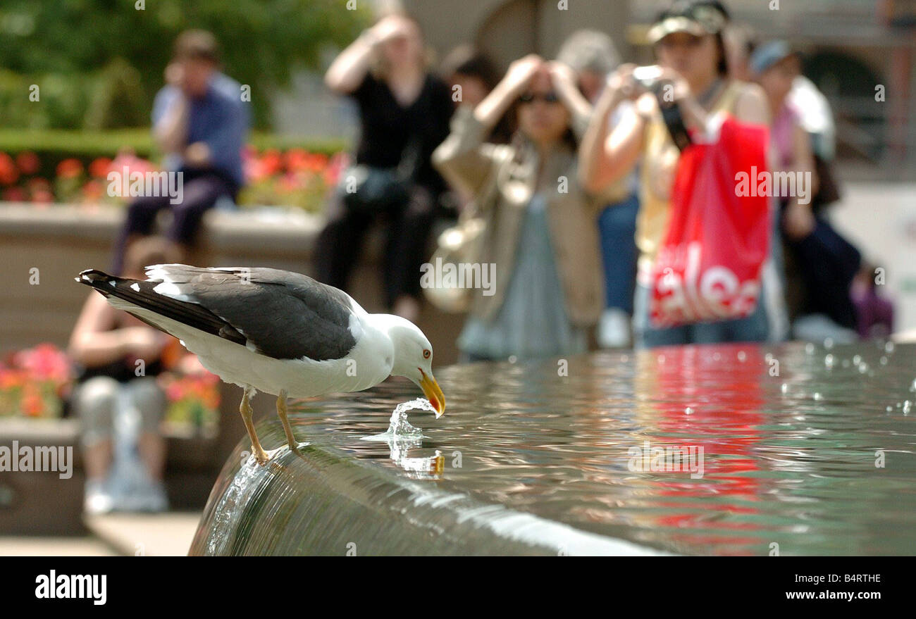 Even a seaside seagull needs to cool down as he takes a drink from the ...