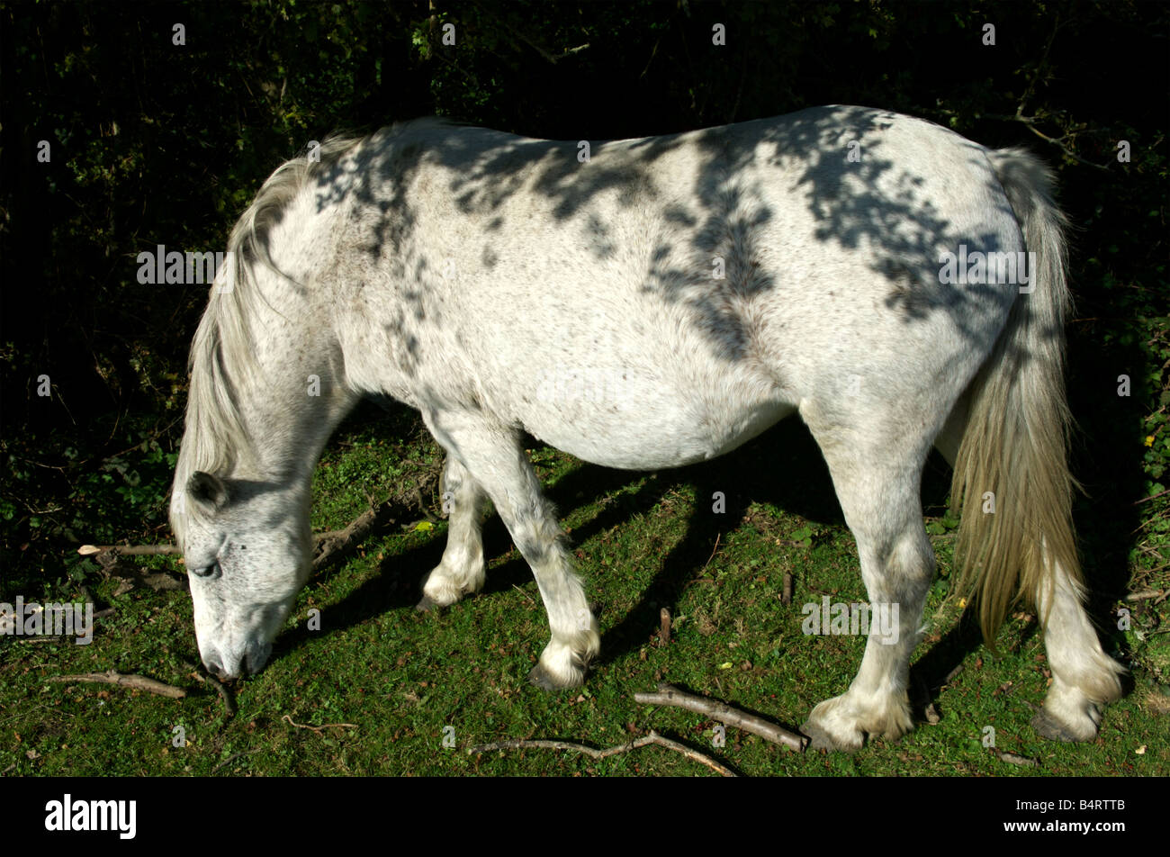 A wild white pony in the New Forest, Hampshire, England Stock Photo - Alamy